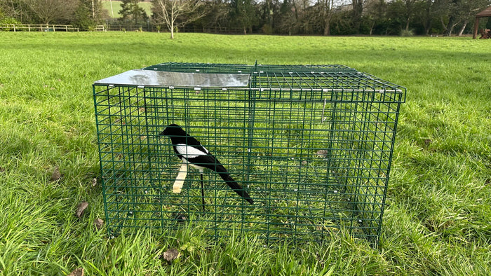 Larsen Magpie Trap – Live Legal Catch Cage for Magpies and Crows – A1 ...